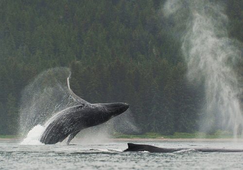 Alaska Whale Kayaking Expeditions – Above & Beyond Alaska